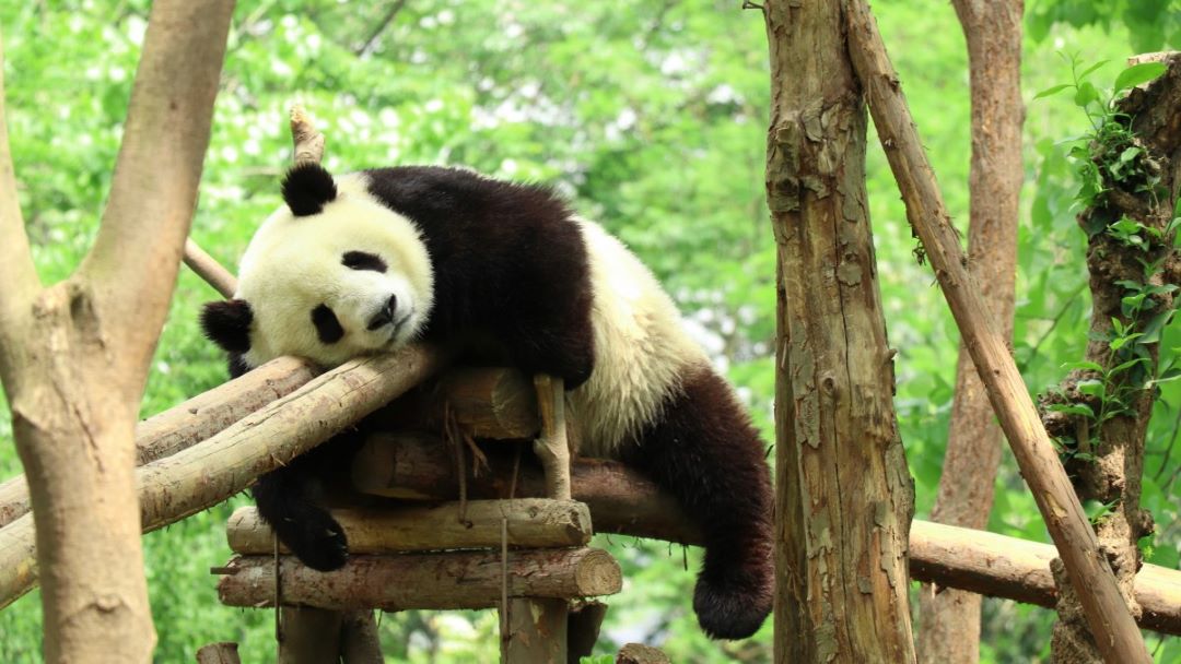 Why are Giant Pandas Chinese National Animals?