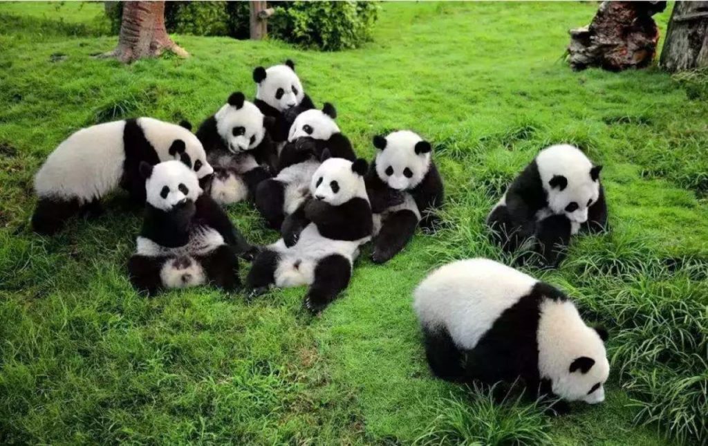 Why are Giant Pandas Chinese National Animals?